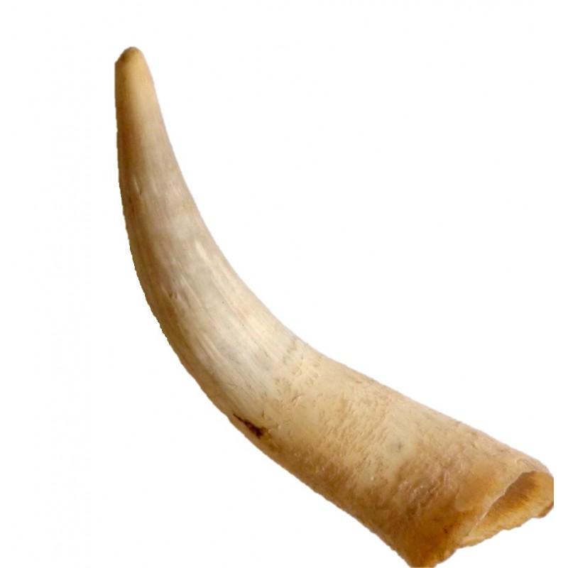 Trophée, Corne de bovin ancienne à exposer avec votre collection d ...